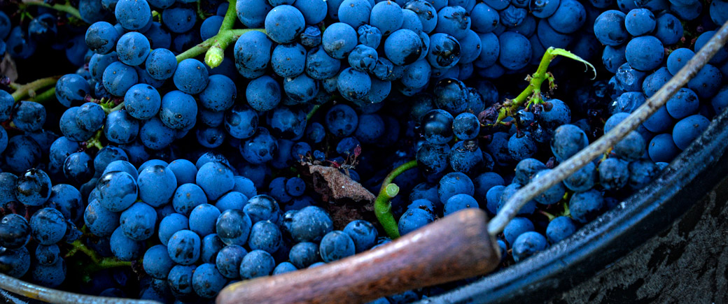 Madiran wines - Madiran & Pacherenc du Vic-Bilh